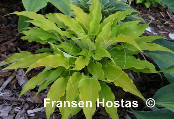 Hosta Frisian Pride - Fransen Hostas